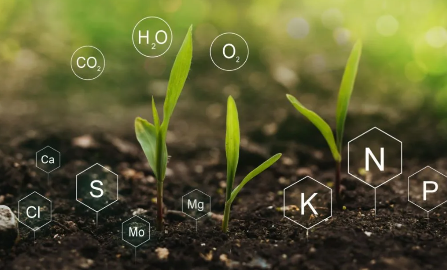 Strengthening Agricultural Productivity Through Biological Nutrient ...